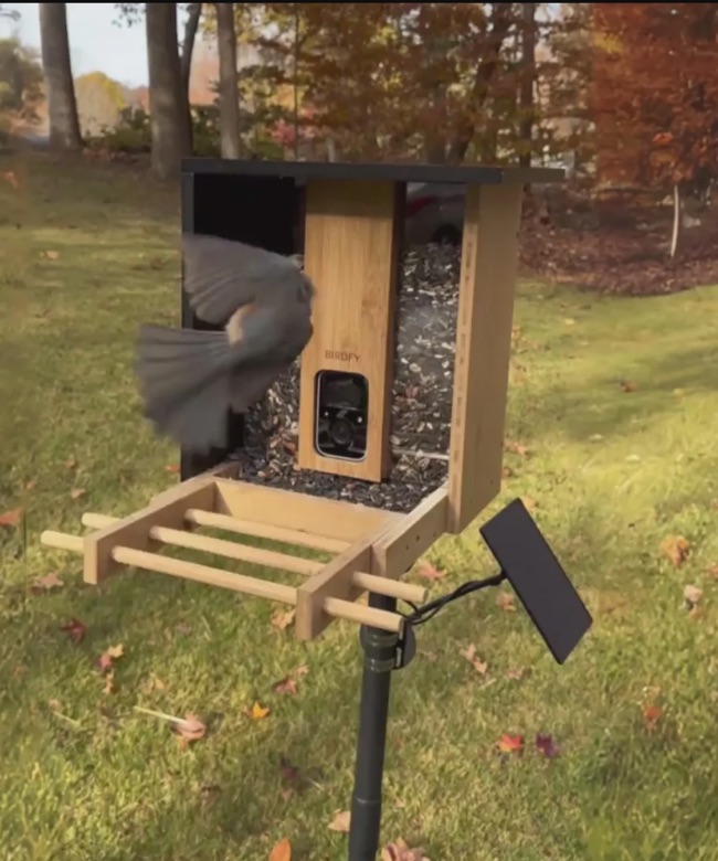 Honest Non-Monetized Review of the Birdfy Smart Bird Feeder and Why I ...
